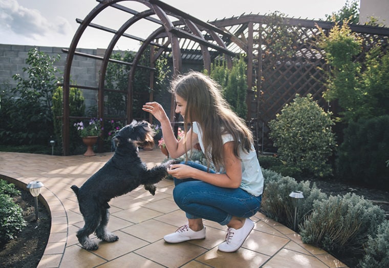 How To Train A Miniature Schnauzer: 9 Helpful Tips | Hepper Pet Resources