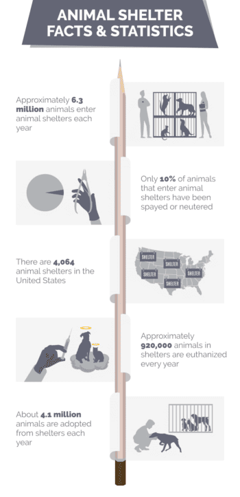 13 Shocking Animal Shelter Statistics & Facts: Updated in 2025 | Hepper ...