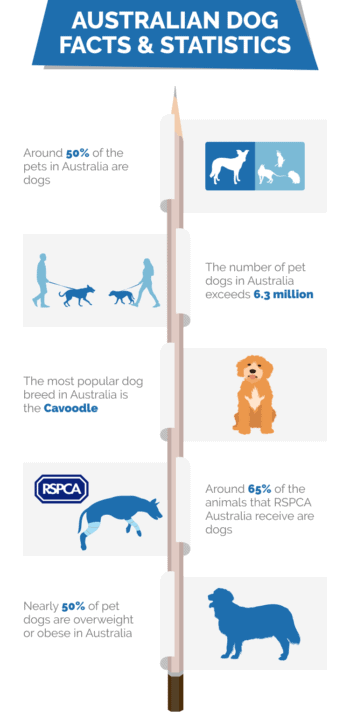 15 Incredible Australian Dog Statistics & Facts (2026 Update) | Hepper ...