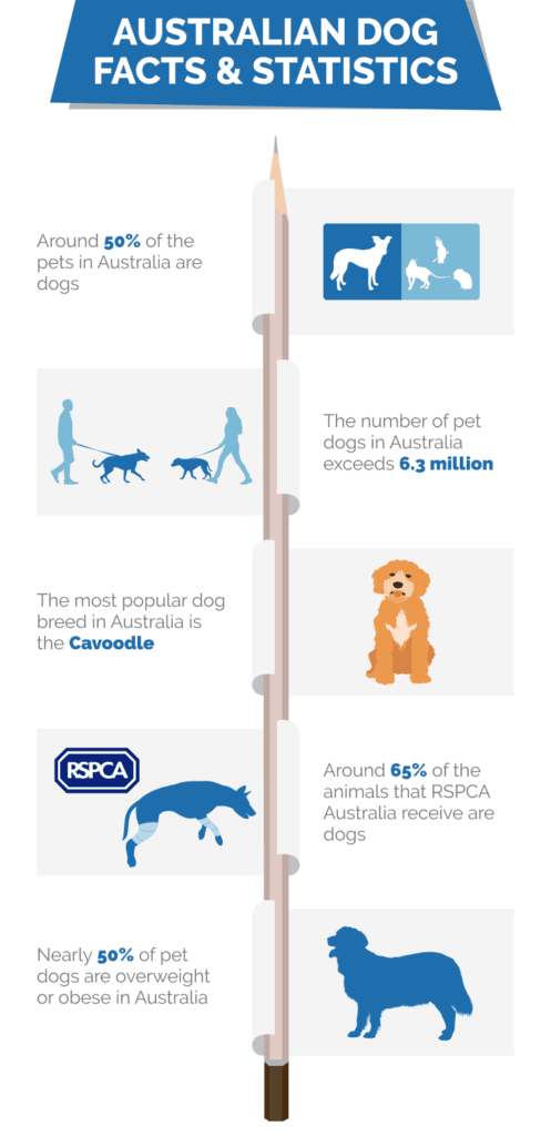 15 Incredible Australian Dog Statistics & Facts (2025 Update) | Hepper ...