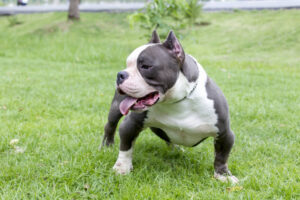 American Bully Standard: Facts, History & Origin (With Pictures ...