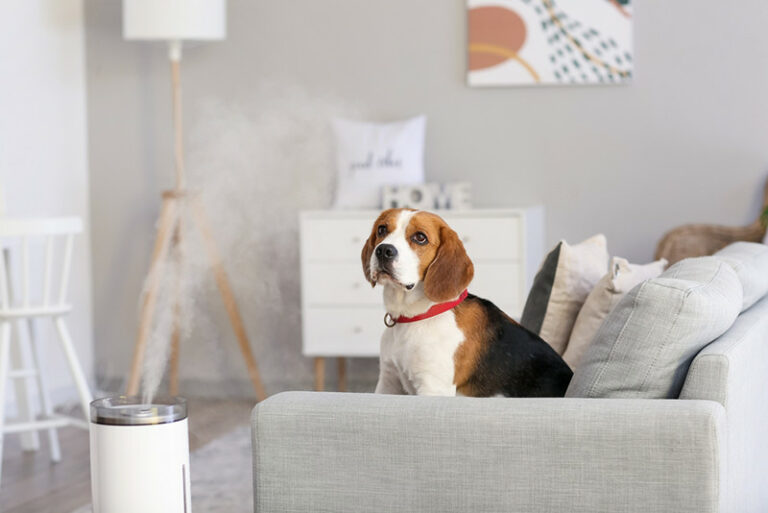 Is a Humidifier Safe for a Dog? Vet-Approved Facts & FAQ | Hepper Pet ...
