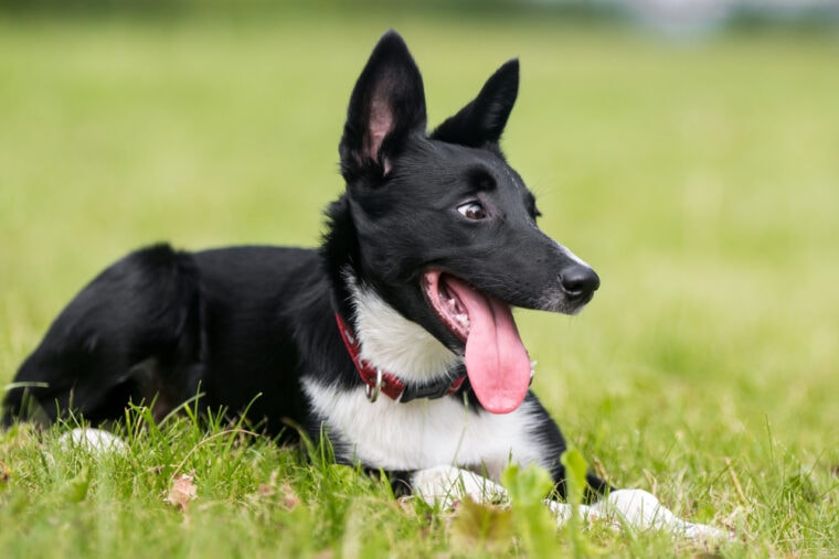 Short Haired Border Collie: Pictures, Info, Temperament & Traits | Hepper Pet Resources