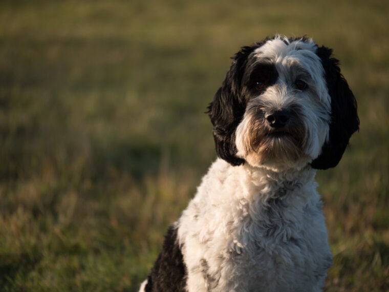 11 Labradoodle Colors, Types & Patterns (With Pictures) | Hepper Pet ...