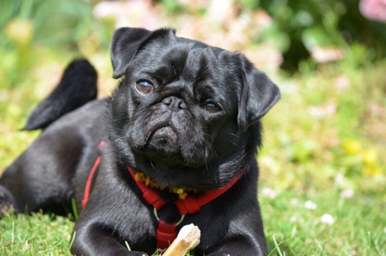 How Big Do Pugs Get? Average Size & Growth Chart | Hepper Pet Resources