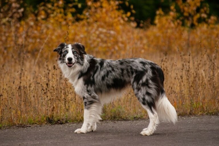 How Big Does a Border Collie Get? (With Size & Growth Chart) | Hepper ...