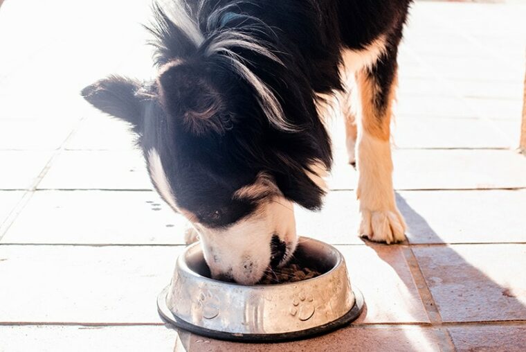 How Big Does a Border Collie Get? (With Size & Growth Chart) | Hepper ...