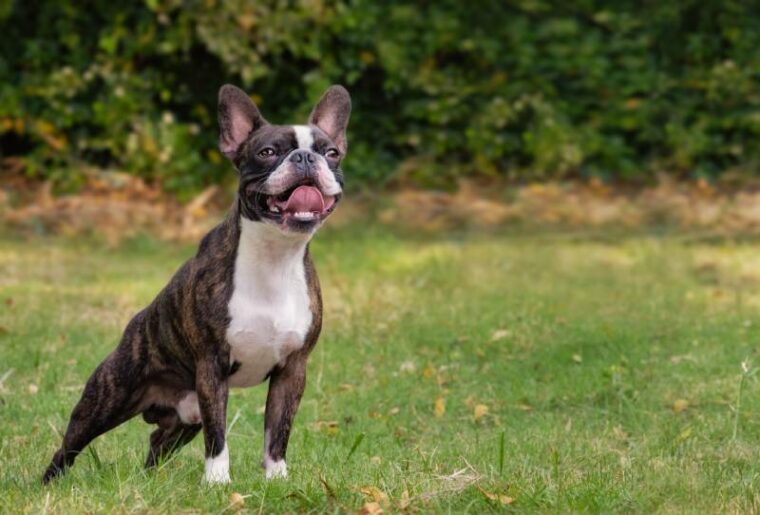 11 Bully Dog Breeds: Info, Pictures, Facts & History | Hepper Pet Resources