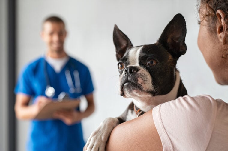 Boston Terrier Health Issues - 13 Common Conditions (Vet Answer ...