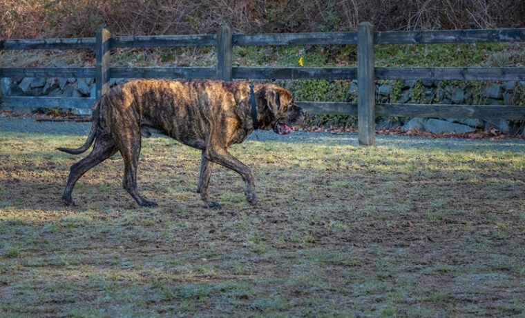 How to Train a Mastiff: 12 Expert Tips | Hepper Pet Resources