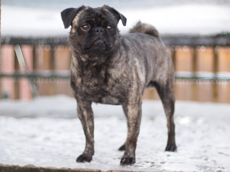Brindle Pug: Pictures, Facts, Origin & History | Hepper Pet Resources