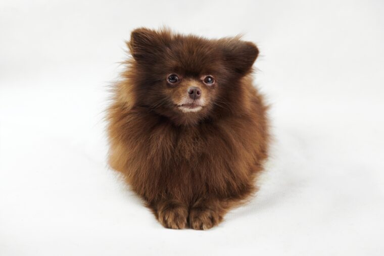 Brown Pomeranian: Facts, Origin & History (With Pictures) | Hepper Pet ...