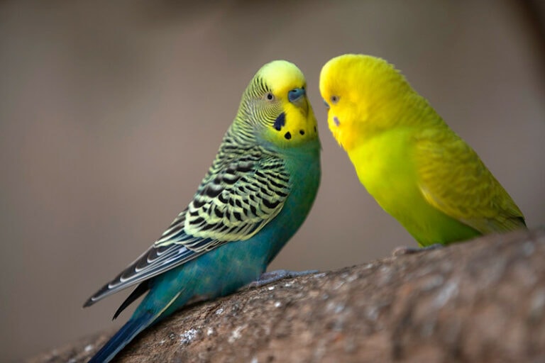 15 Types of Tropical Pet Birds & Where They Can Live (With Info ...