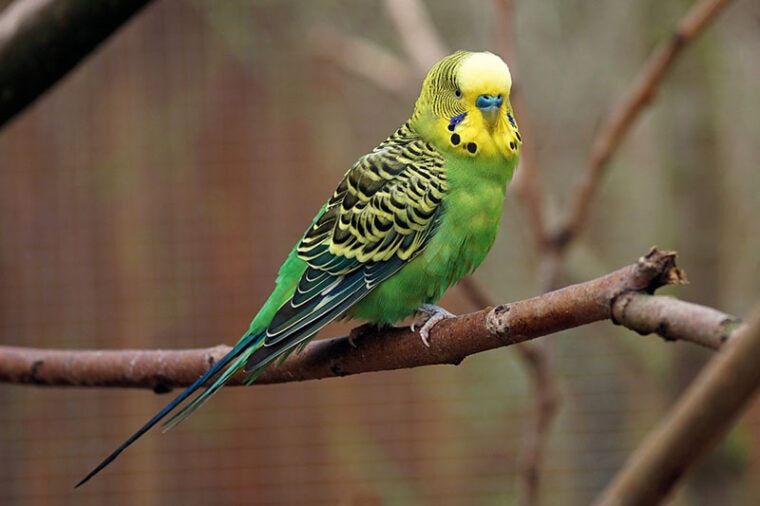 9 Smartest Parrot Breeds: Info, Pictures, Facts & Lifespan | Hepper Pet ...