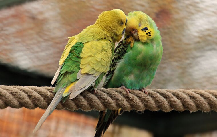 7 Small Pet Birds That You Can Easily Keep at Home! | Hepper Pet Resources