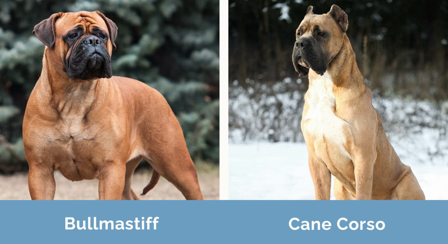 Bullmastiff vs Cane Corso: The Differences (With Pictures) | Hepper Pet ...