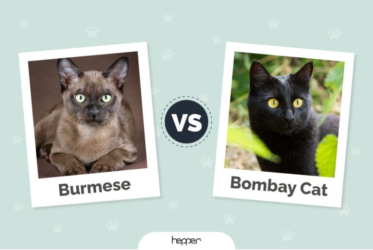 Burmese vs. Bombay Cat: The Main Differences (With Pictures) | Hepper ...