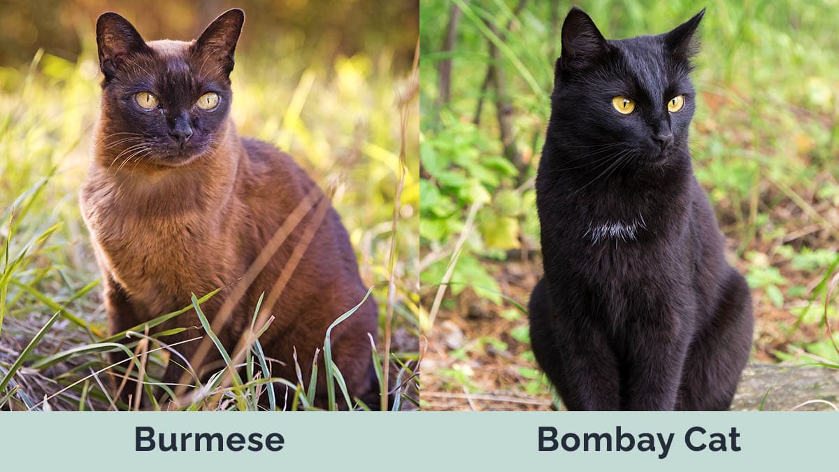 Burmese vs. Bombay Cat: The Main Differences (With Pictures) | Hepper ...