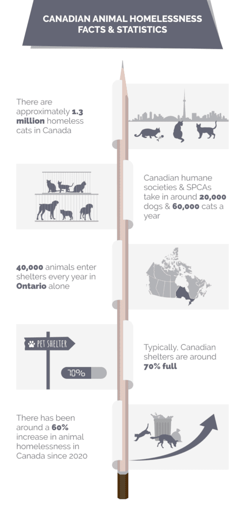 15 Shocking Canadian Animal Homelessness Statistics: 2025 Update ...