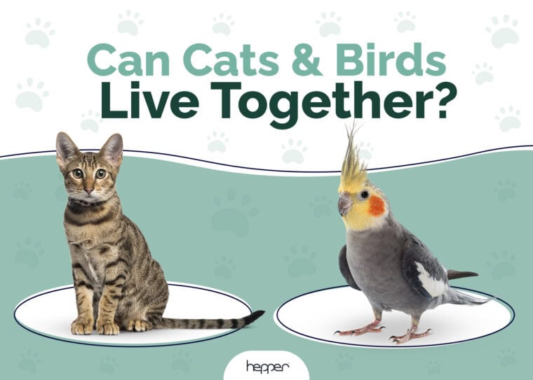 Can Cats & Birds Live Together Safely? Our Vet Explains | Hepper Pet ...