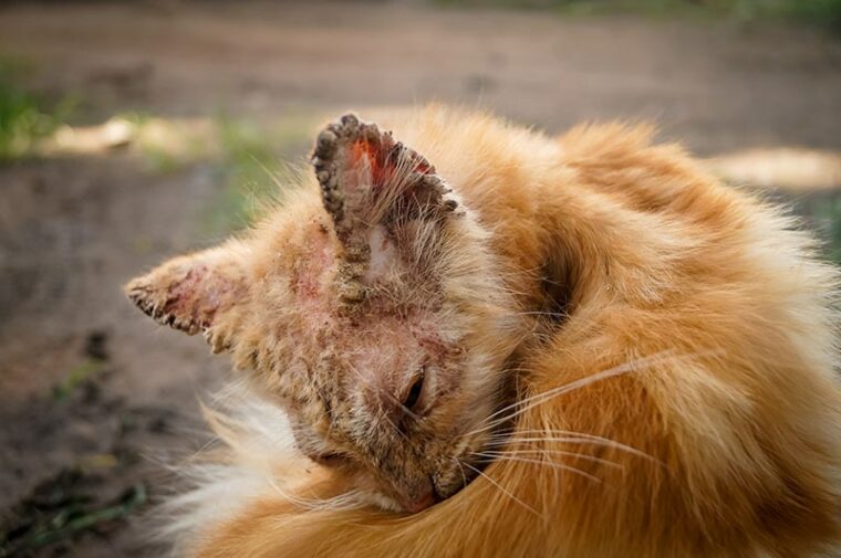 How To Treat Mange in Feral Cats: 5 Vet Approved Methods | Hepper Pet ...