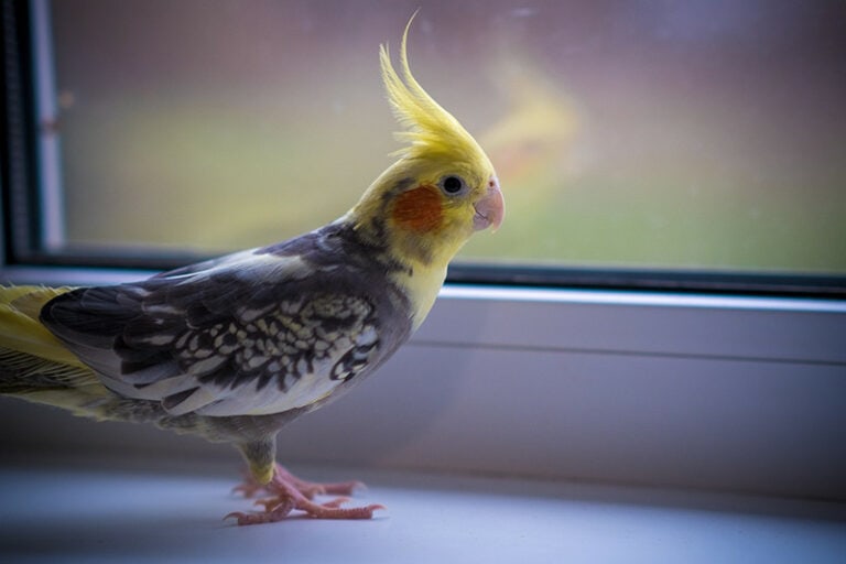 8 Quietest Pet Birds (With Pictures) | Hepper Pet Resources