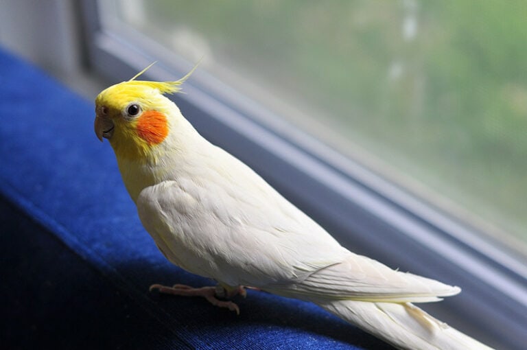 8 Quietest Pet Birds (With Pictures) | Hepper Pet Resources