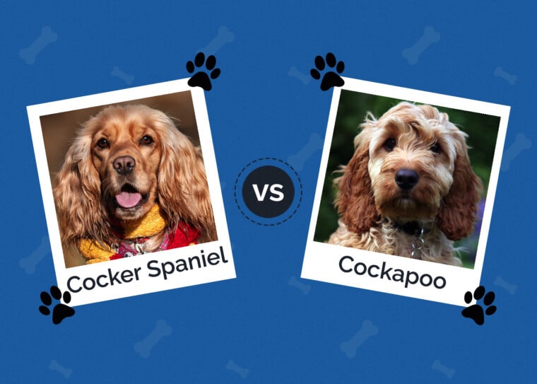 Cocker Spaniel vs Cockapoo: How Are They Different? (With Pictures) | Hepper Pet Resources
