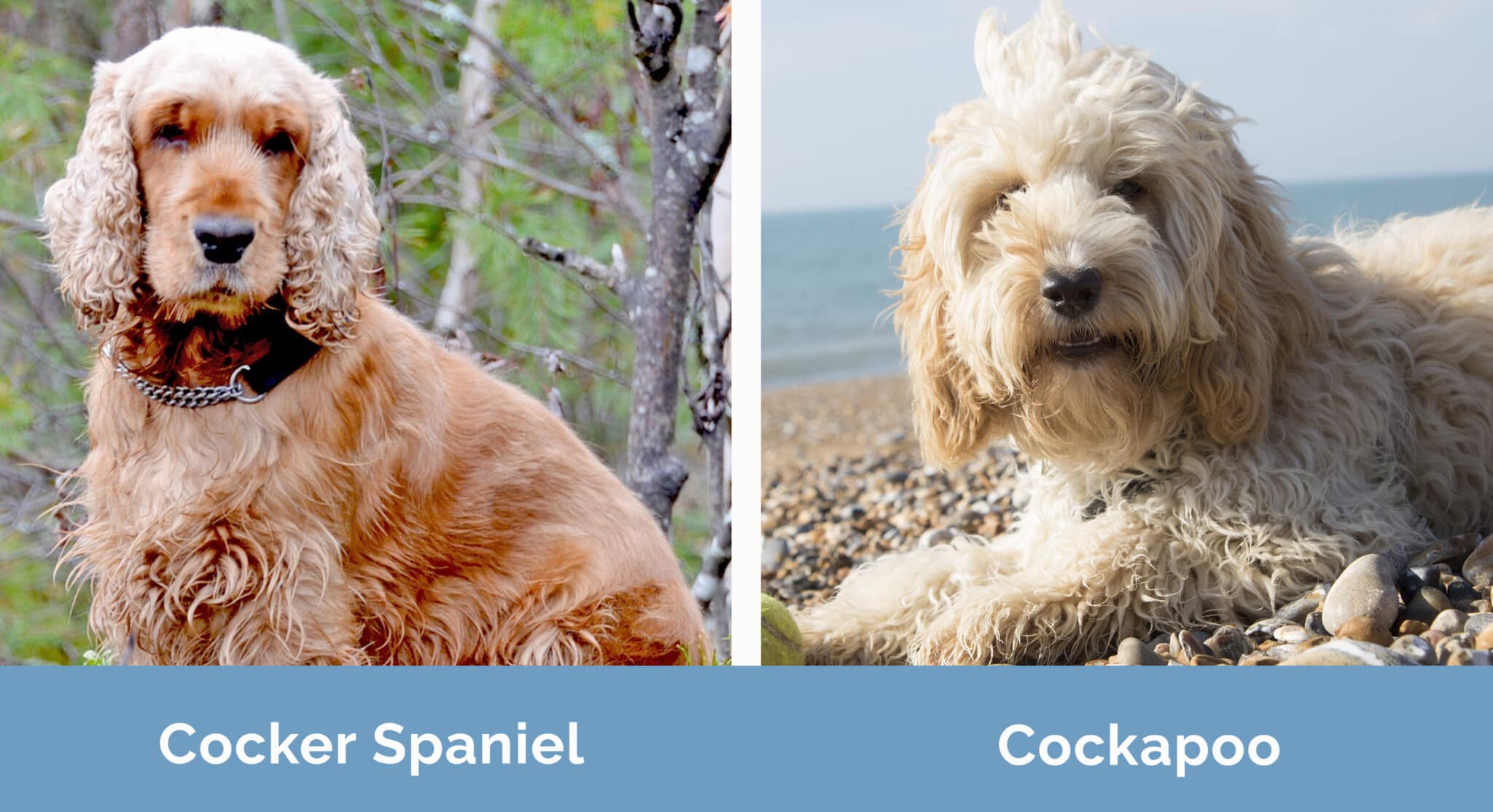 Cocker Spaniel vs Cockapoo: How Are They Different? (With Pictures ...