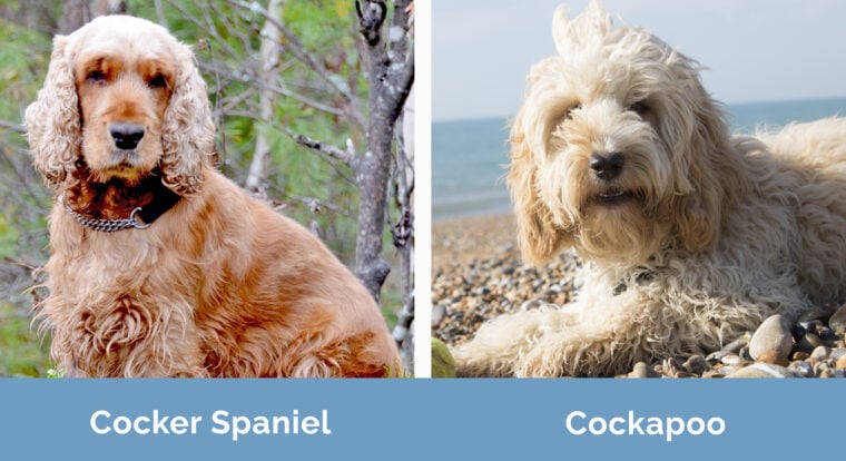 Cocker Spaniel vs Cockapoo: How Are They Different? (With Pictures ...
