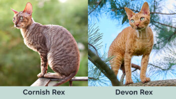 Cornish Rex vs. Devon Rex: What’s the Difference? (With Pictures ...