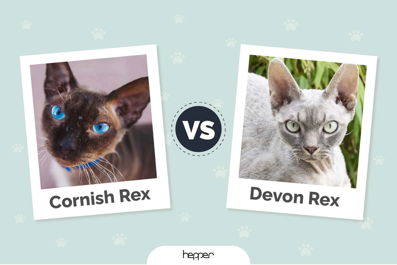 Cornish Rex vs. Devon Rex: What’s the Difference? (With Pictures ...