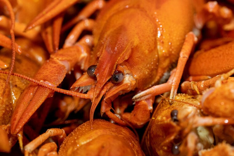Can Dogs Eat Crawfish? Health Benefits & Risks Explained | Hepper Pet ...
