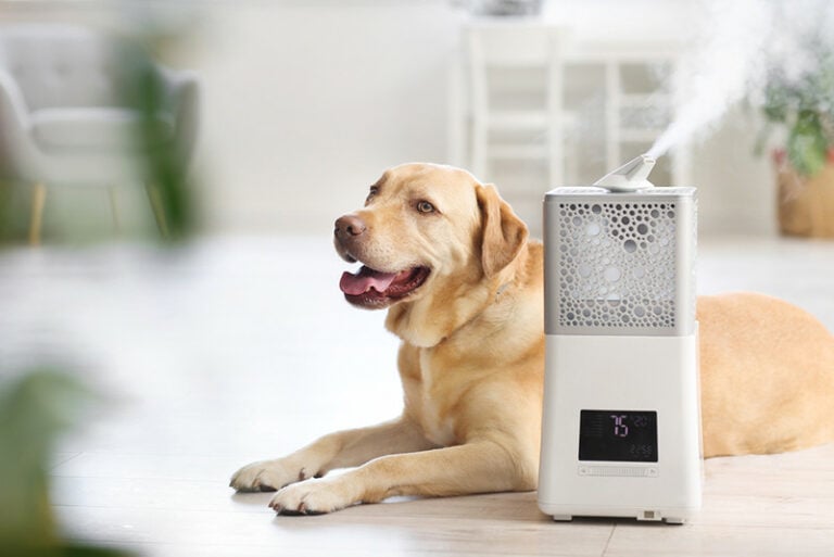 Is a Humidifier Safe for a Dog? Vet-Approved Facts & FAQ | Hepper Pet ...