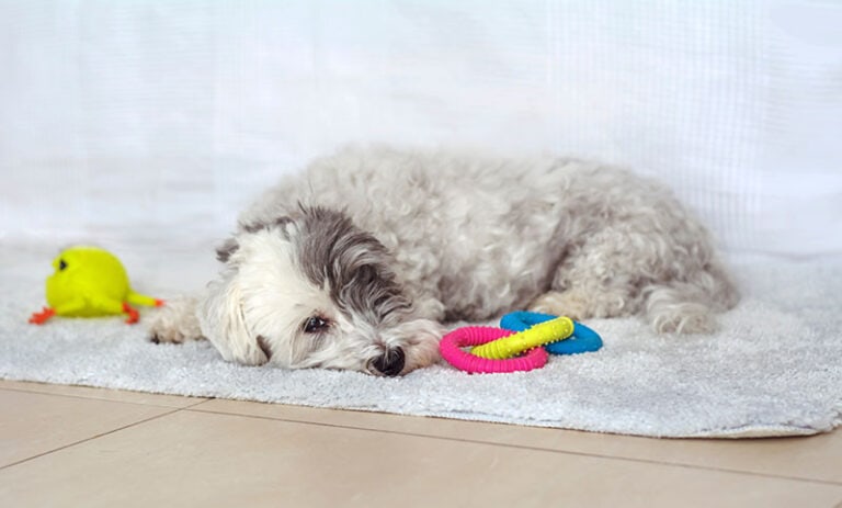 8 Common Havanese Health Issues (Vet-Approved Facts) | Hepper Pet Resources