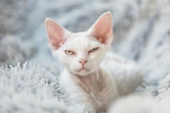 10 Beautiful Devon Rex Colors (With Pictures) | Hepper Pet Resources