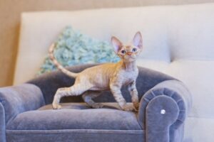 10 Beautiful Devon Rex Colors (With Pictures) | Hepper Pet Resources