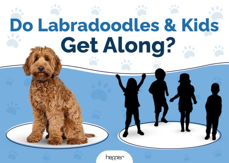 Do Labradoodles Get Along with Kids? Socialization & Training Tips ...