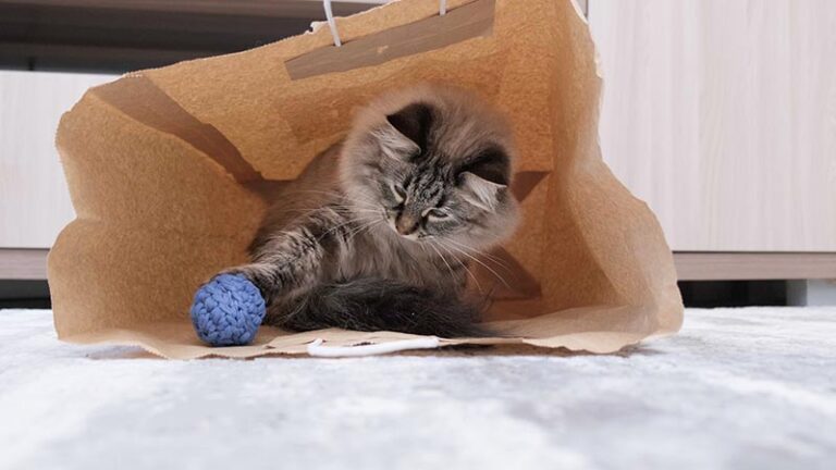 My New Cat Is Hiding and Not Eating: Vet-Verified Explanation & Tips ...