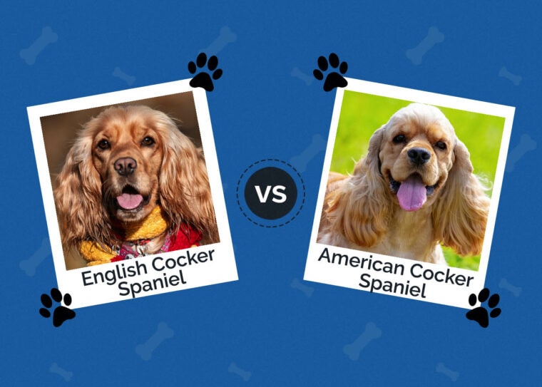 English vs American Cocker Spaniel: The Key Differences (With Pictures ...