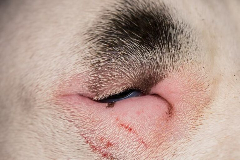 My Dog's Eye Is Red: Vet-Reviewed Advice & Recommendations | Hepper Pet ...