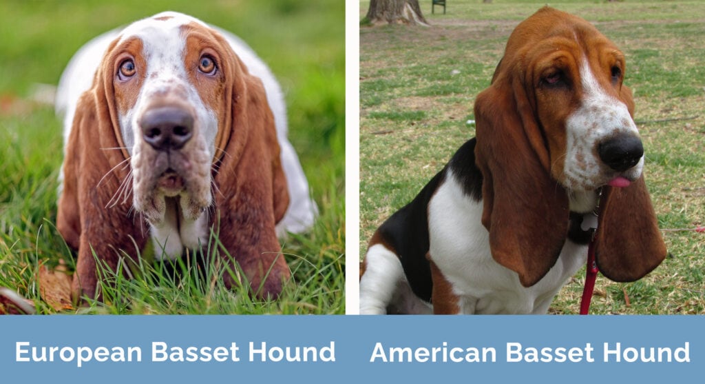 European vs American Basset Hound: The Main Differences (With Pictures ...