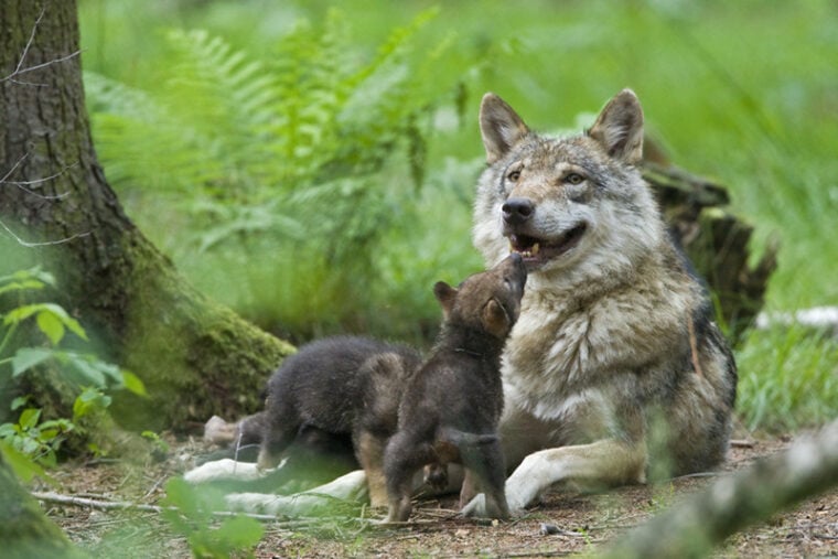 How Many Pups Does a Wolf Have in One Litter? Facts & Growth Stages ...