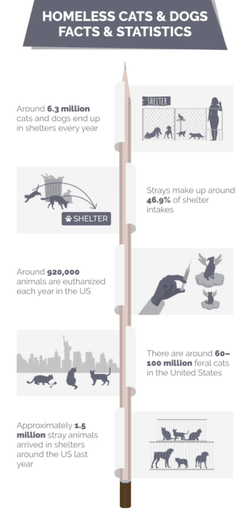 How Many Homeless Cats & Dogs Live in the US? 2026 Statistics Update ...