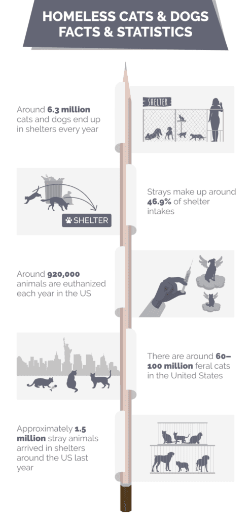 How Many Homeless Cats & Dogs Live in the US? 2025 Statistics Update ...