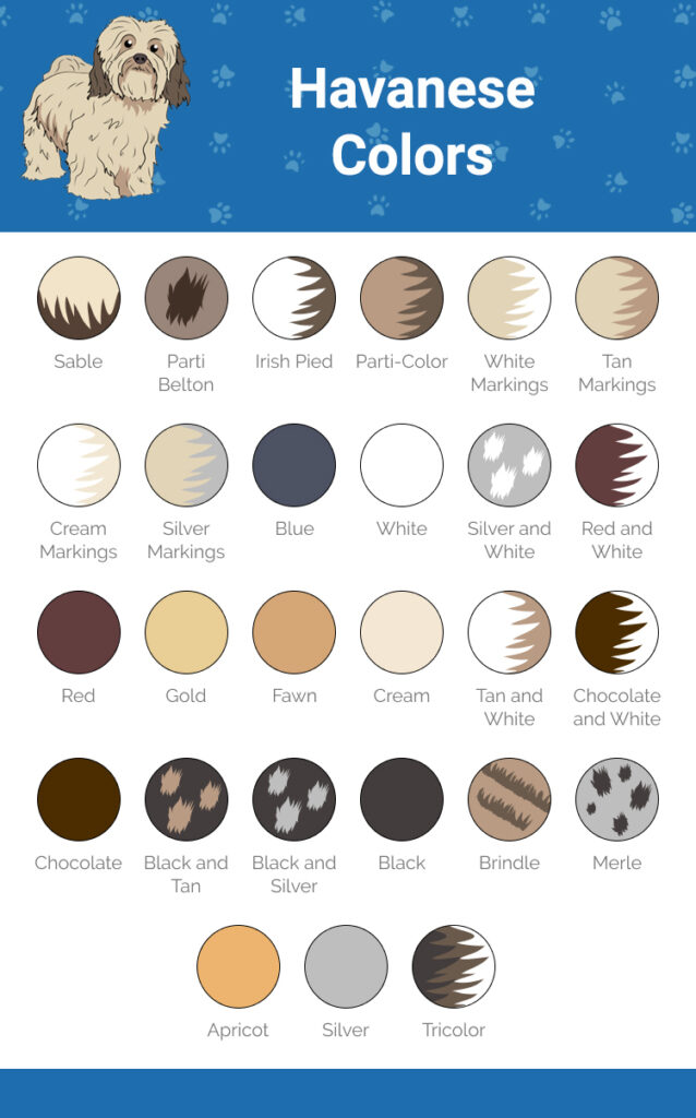 27 Different Havanese Colors (With Pictures) | Hepper Pet Resources