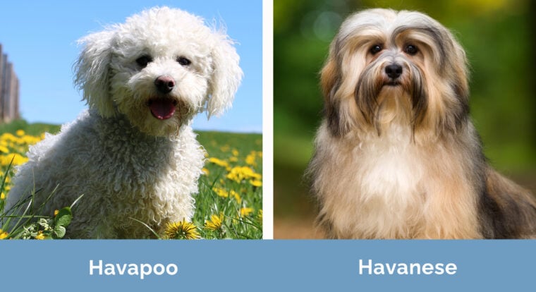 Havapoo vs Havanese: How Are They Different? (With Pictures) | Hepper ...