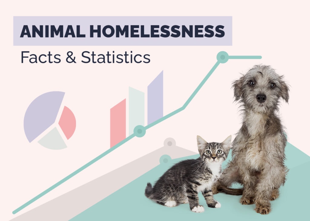 10 Shocking Animal Homelessness Statistics & Facts (2025 Update ...