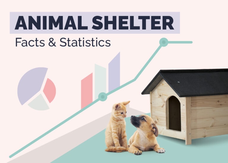 13 Shocking Animal Shelter Statistics & Facts: Updated in 2025 | Hepper ...
