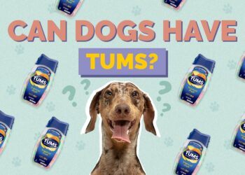 Can Dogs Have Tums? Vet Reviewed Facts & FAQs | Hepper Pet Resources